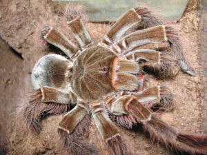 Theraphosa blondi (Latreille, 1804) in terrarium | Minax Tarantulas