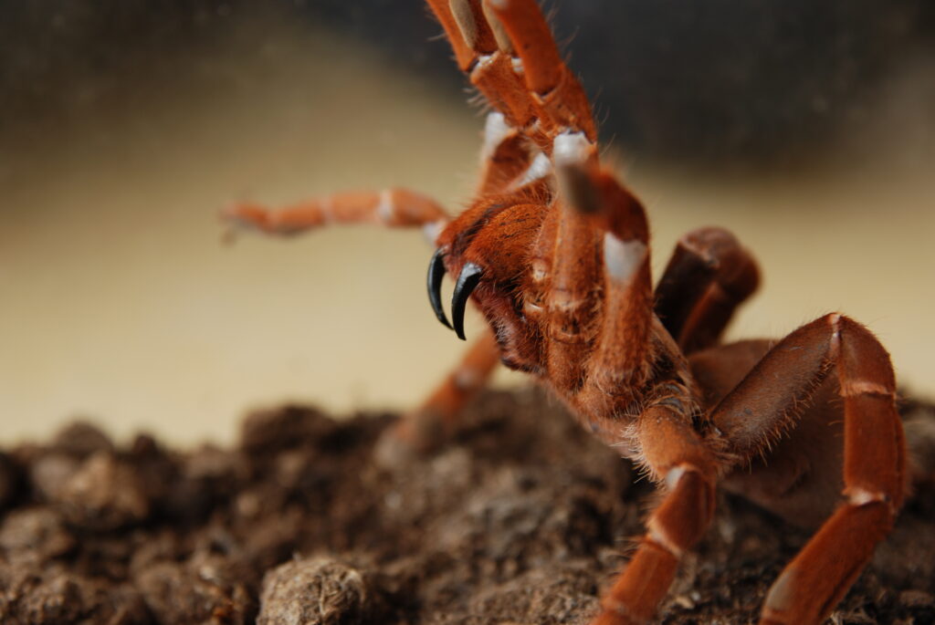 Classification | Minax Tarantulas
