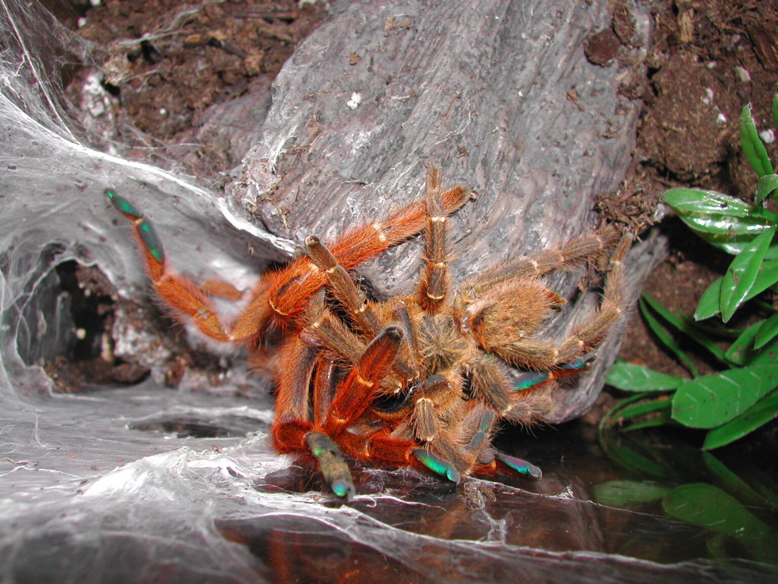 Reproduction | Minax Tarantulas