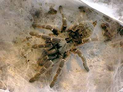 Ceratogyrus darlingi (Purcell, 1902) | Minax Tarantulas