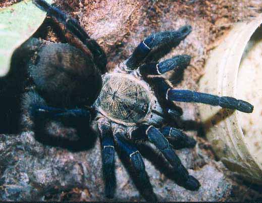 Cyriopagopus [Haplopelma] lividus (Smith, 1990) - Minax TarantulasMinax ...