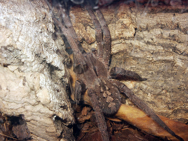 Brazilian wandering spider, (Phoneutria nigriventer, Keyserling 1891 ...