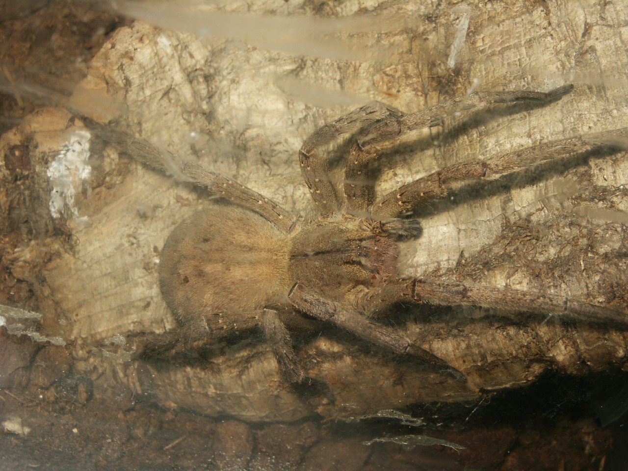 Brazilian wandering spider, (Phoneutria nigriventer, Keyserling 1891 ...