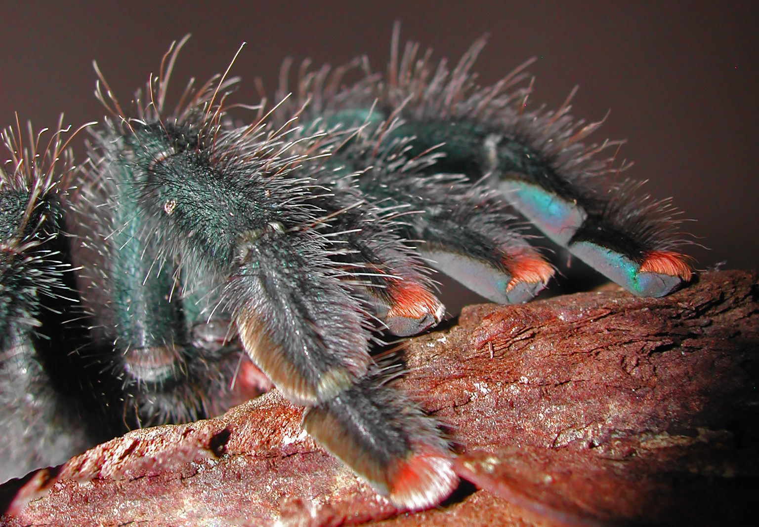 Welcome! - Minax TarantulasMinax Tarantulas | Tarantulas in the wild ...