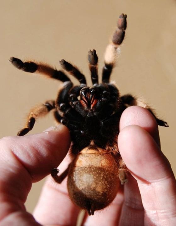 Handling | Minax Tarantulas