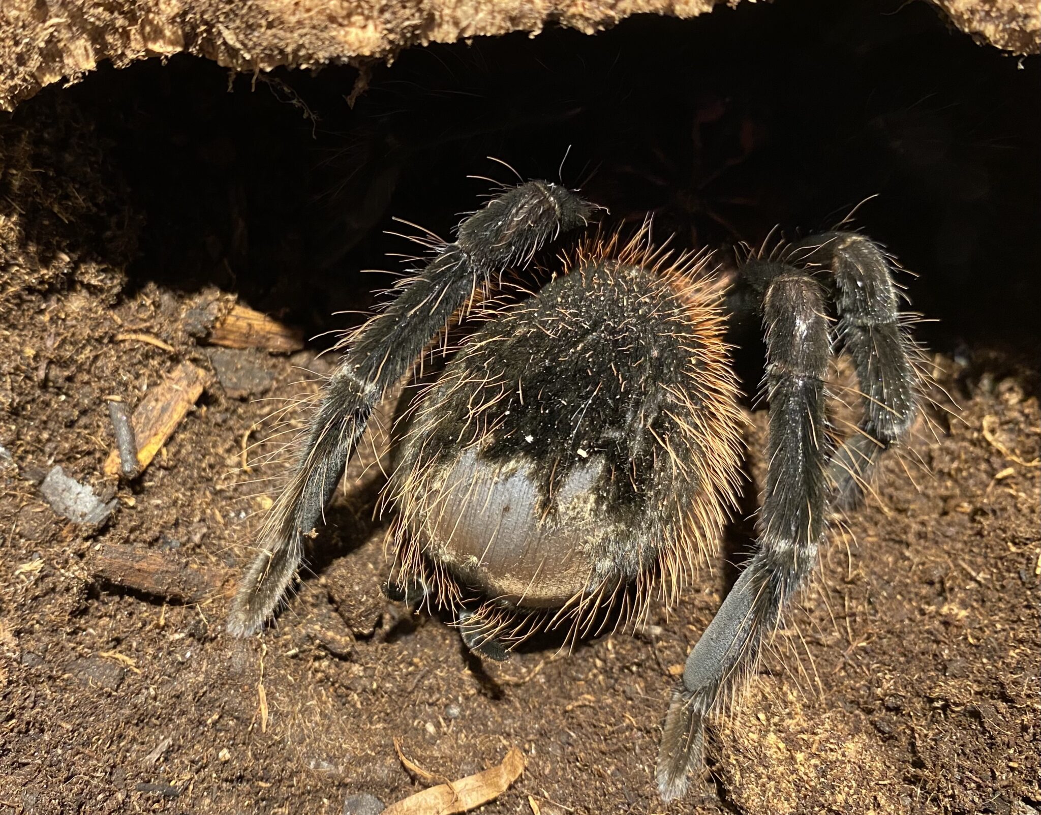 Molting | Minax Tarantulas