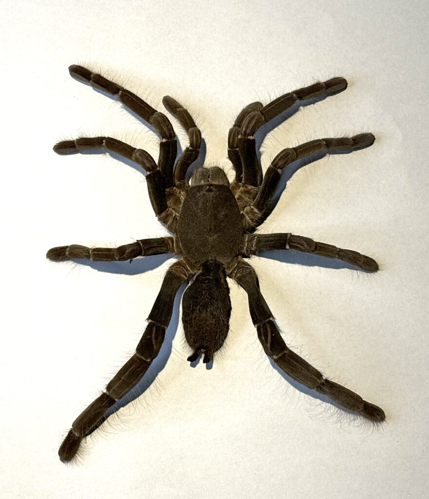 Anatomy | Minax Tarantulas