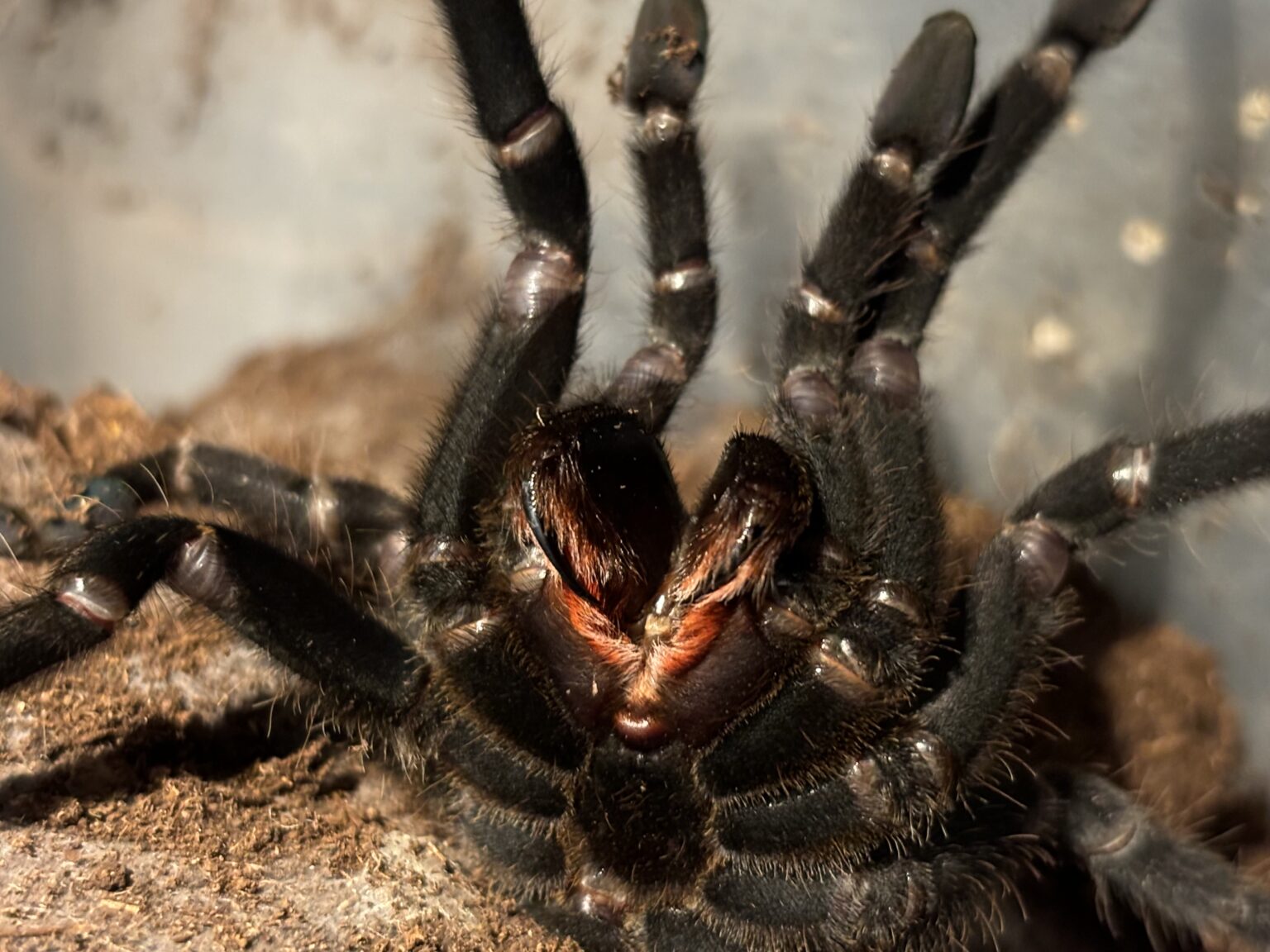 Anatomy | Minax Tarantulas
