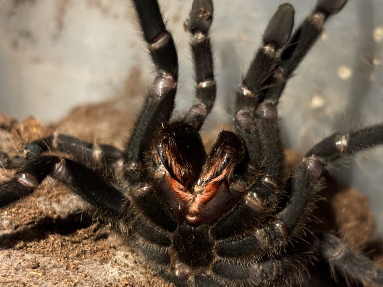 Anatomy | Minax Tarantulas